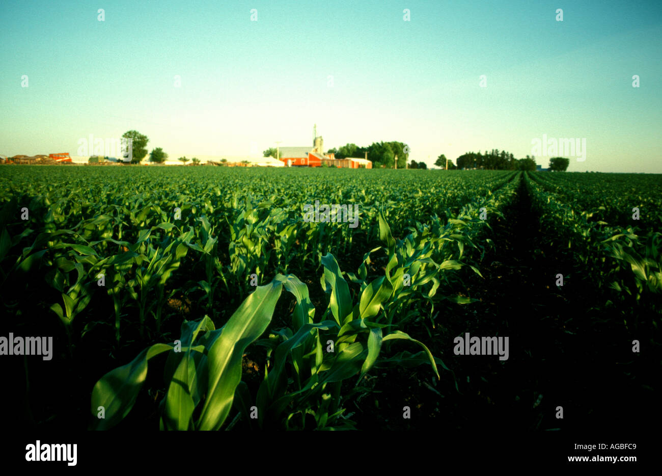 Corn field and farm buildings Stock Photo - Alamy