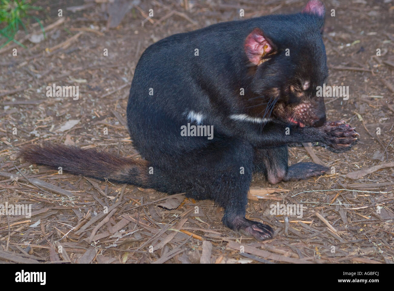 Tasmanian Devil Eating High Resolution Stock Photography and Images - Alamy