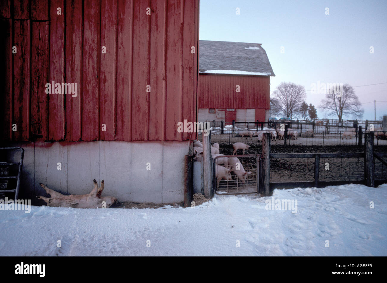 Dead pig in winter behind the barn Stock Photo - Alamy
