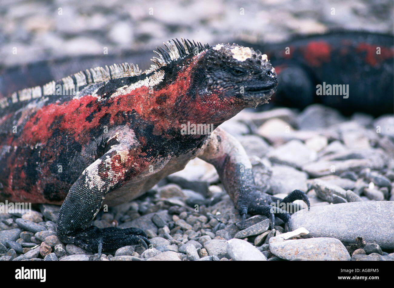 The bright red and black colouring on this Marine Lizard on Espanola ...