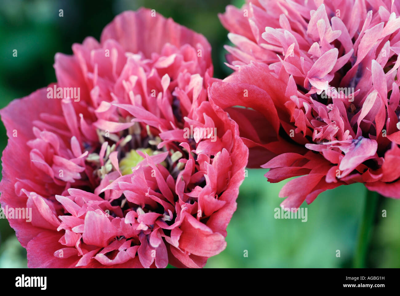 Poppy flower head Stock Photo - Alamy