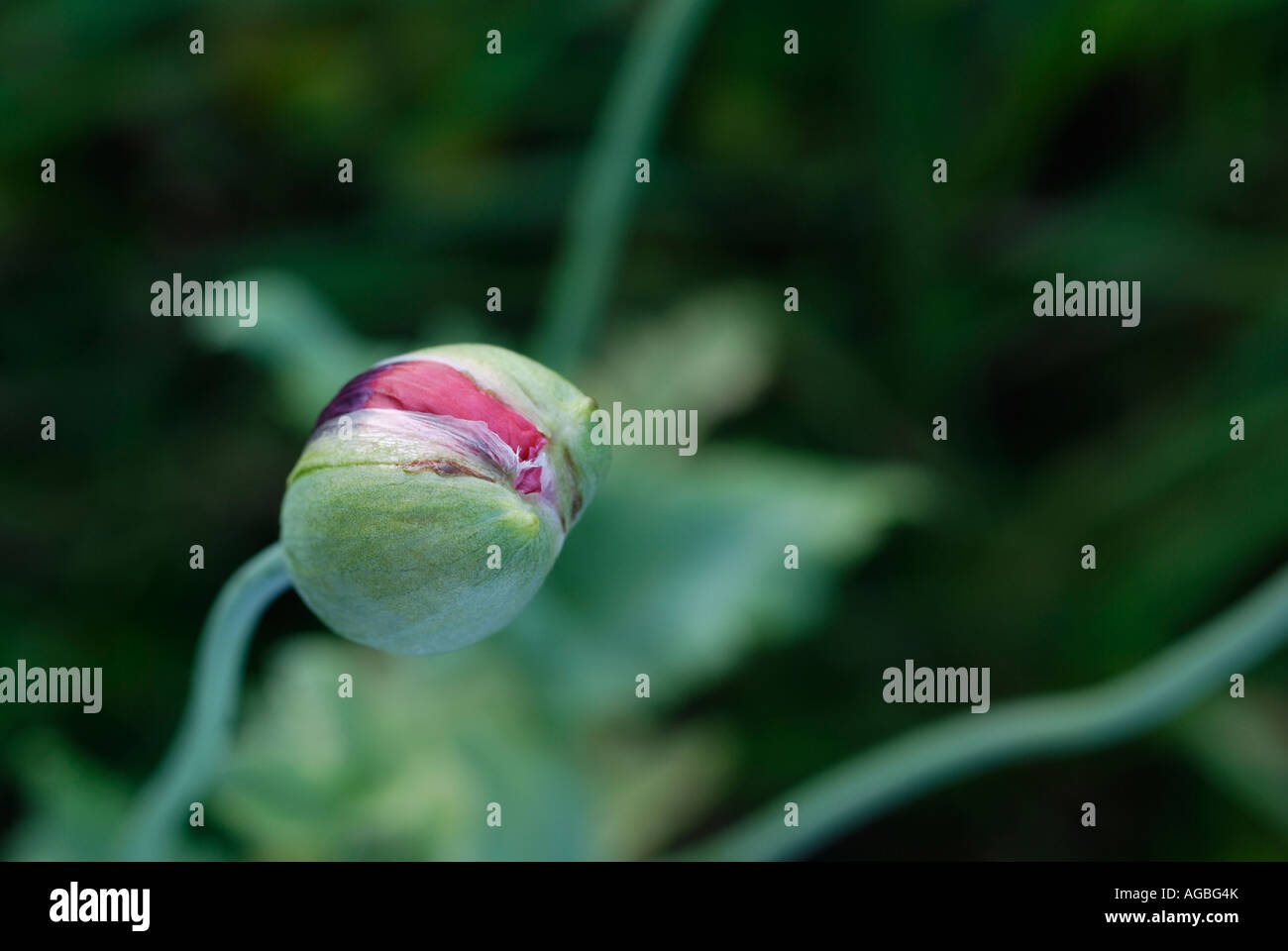 Poppy flower head Stock Photo - Alamy