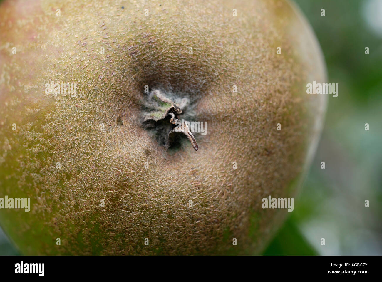 Apple close up Stock Photo - Alamy