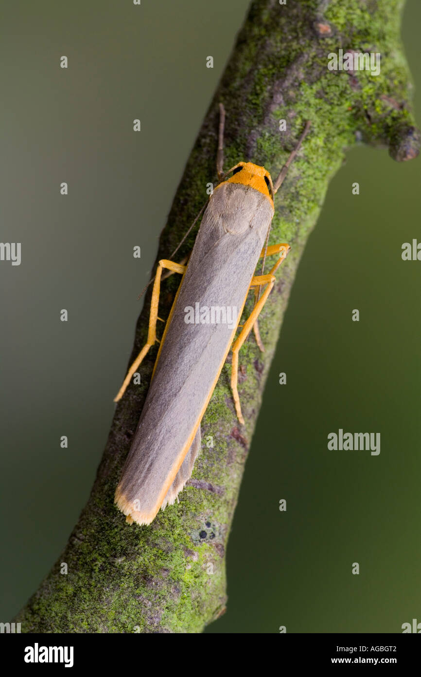 Scarce Footman Eilema complana at rest on twig showing markings and ...
