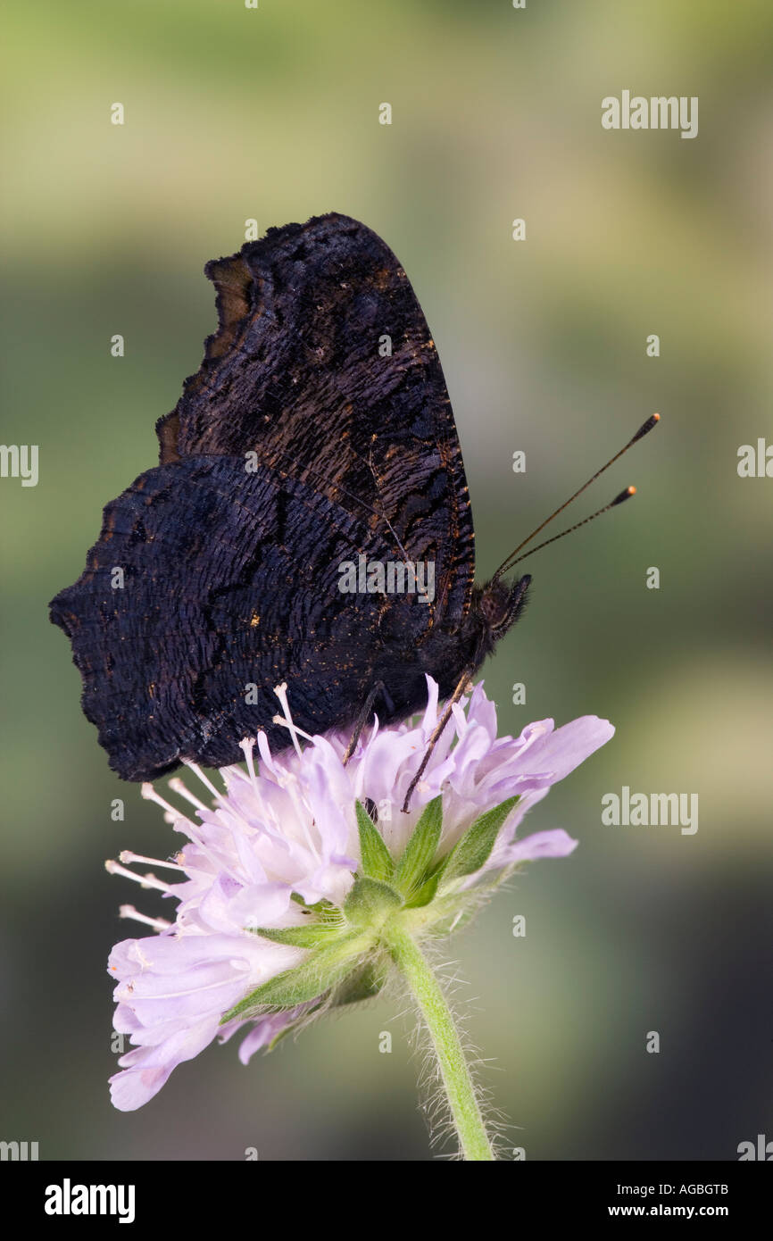 Peacock Inachis io at rest on field scabias showing markings and detail ...