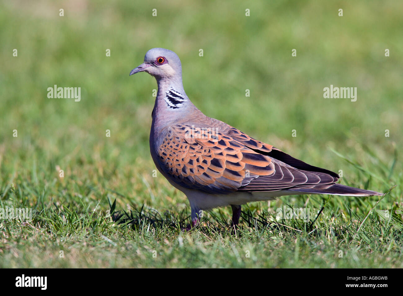 Turtle dove Streptopelia turtur standing on grass looking alert showing ...