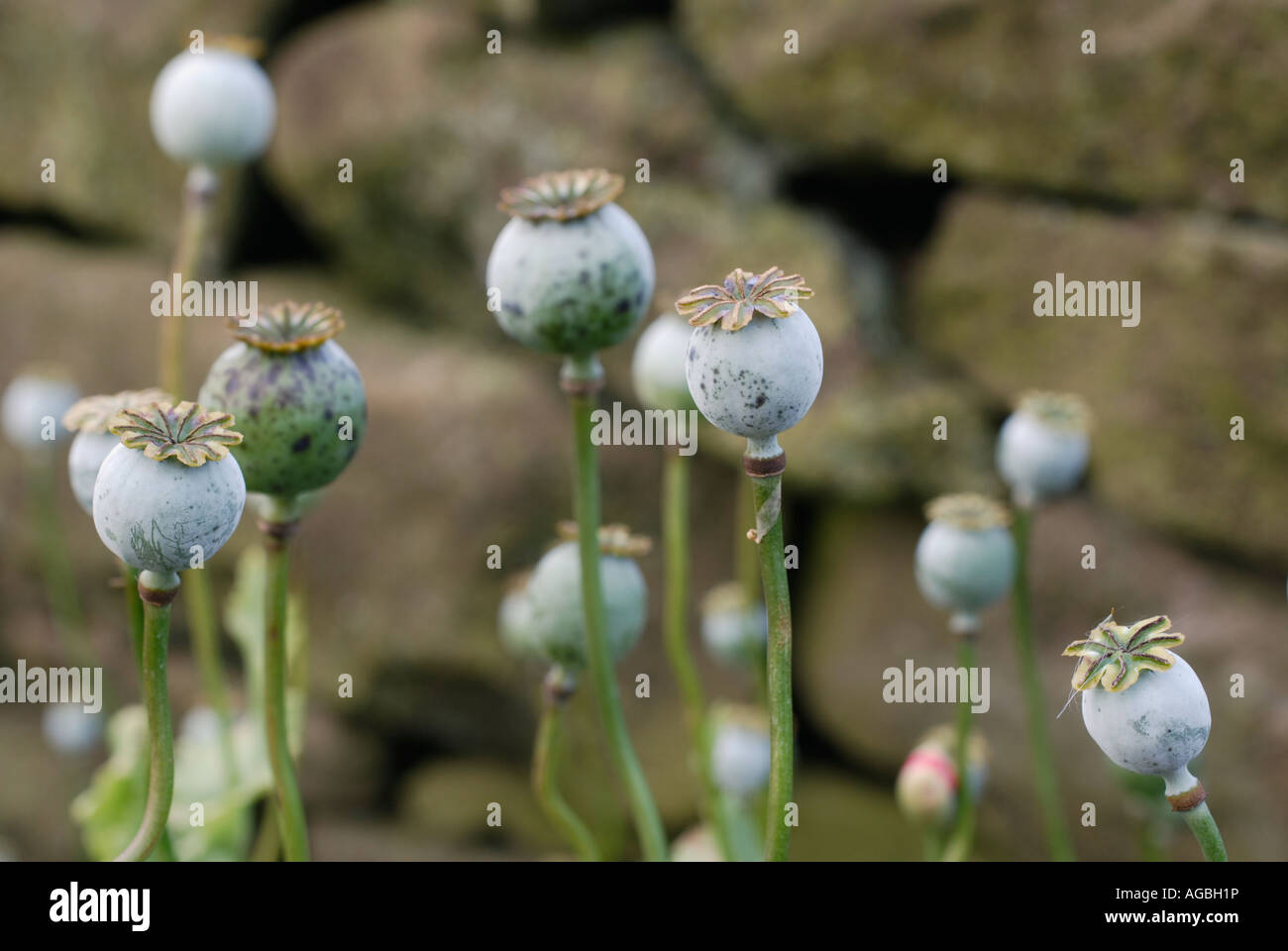 Poppy seed heads Stock Photo - Alamy