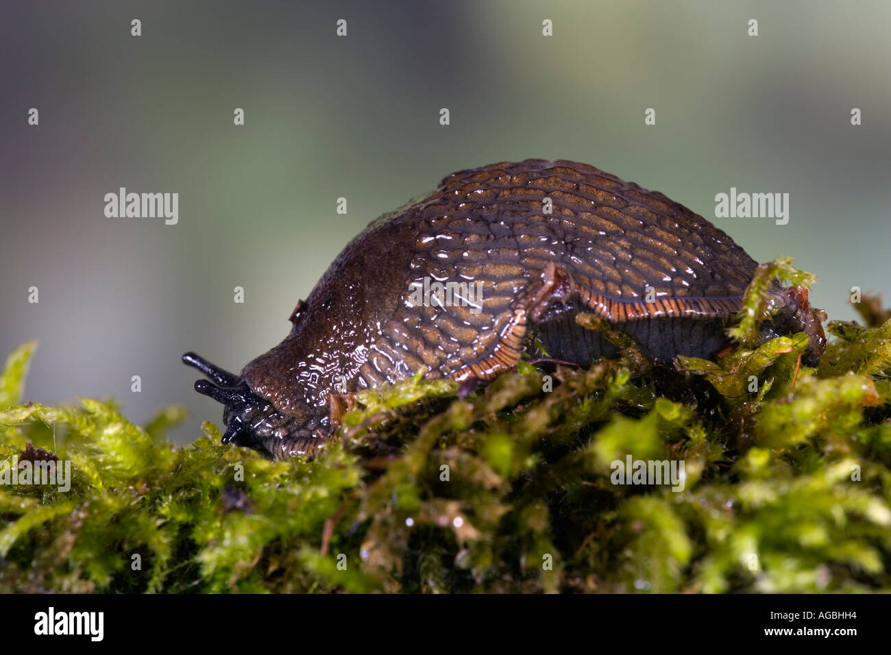 Slug hi-res stock photography and images - Alamy