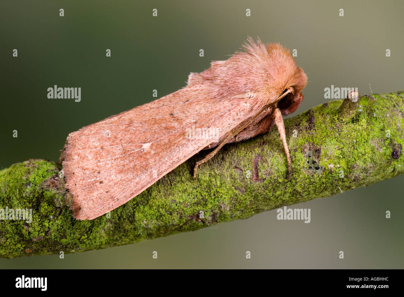 The Clay Mythimna ferrago at rest bshowing markings and detail with out ...