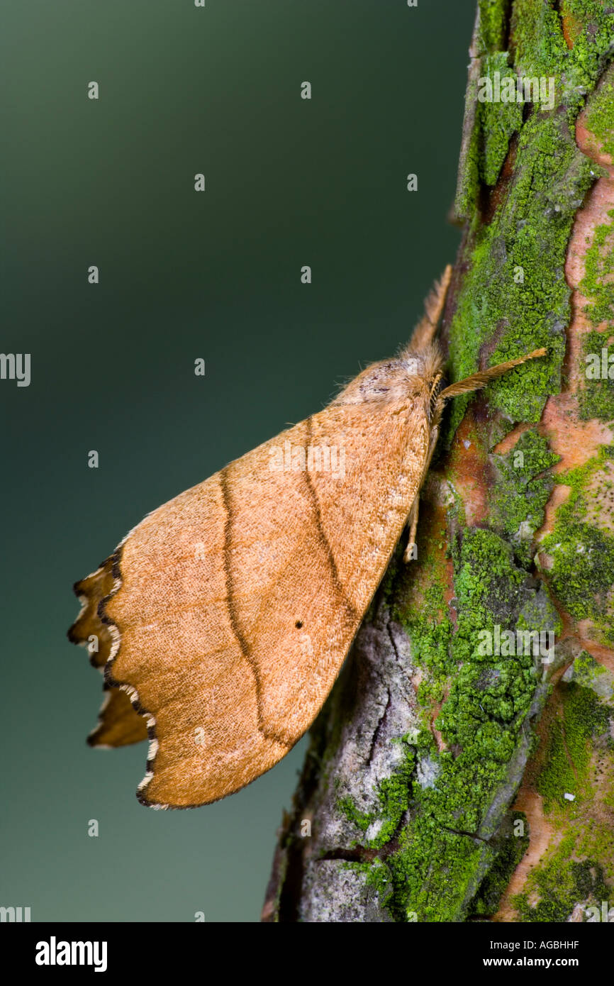 Birch tip moth hi-res stock photography and images - Alamy