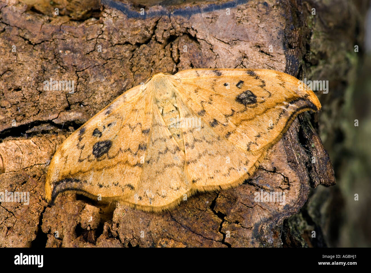 Pebble Hook tip Drepana falcataria at rest on log with wings open ...