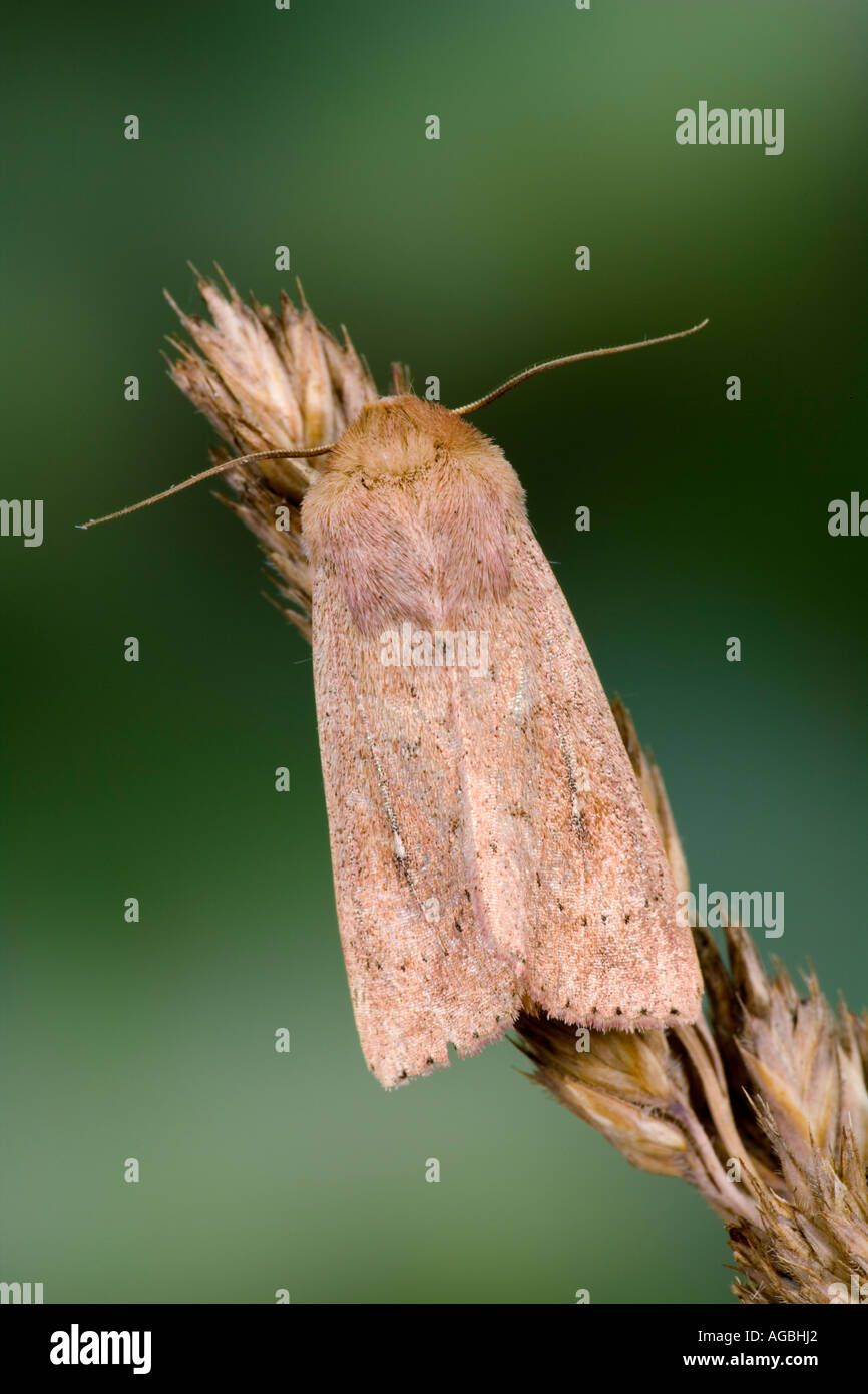 The Clay Mythimna ferrago at rest on grass head showing markings and ...