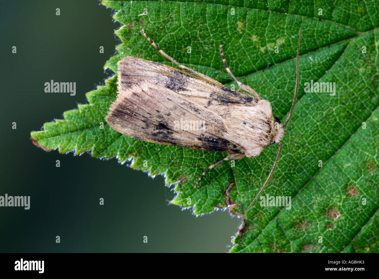 Shuttle shaped Dart Agrotis puta at rest on leaf showing markings and ...