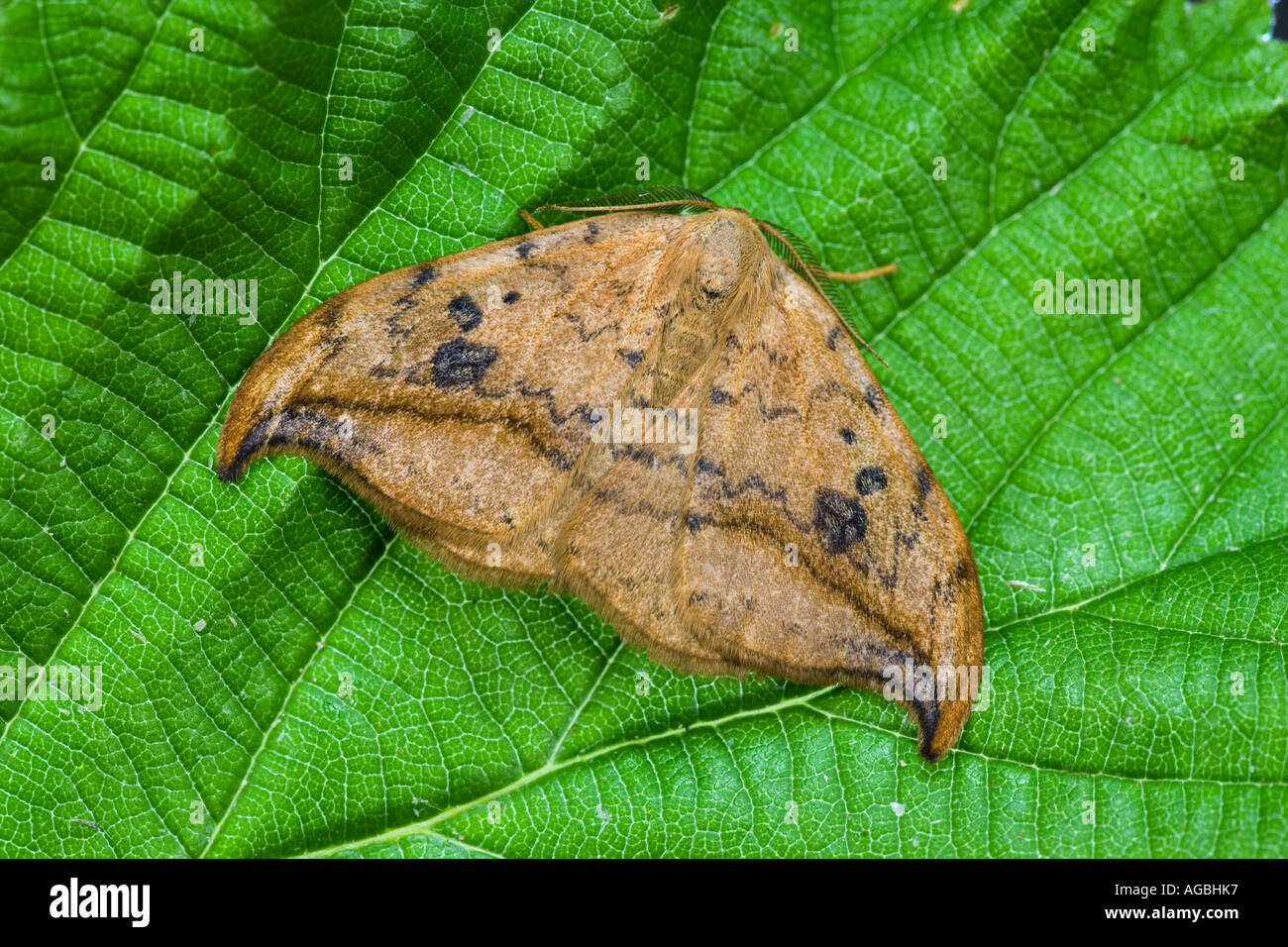 Pebble Hook tip Drepana falcataria at rest on leaf with wings open ...