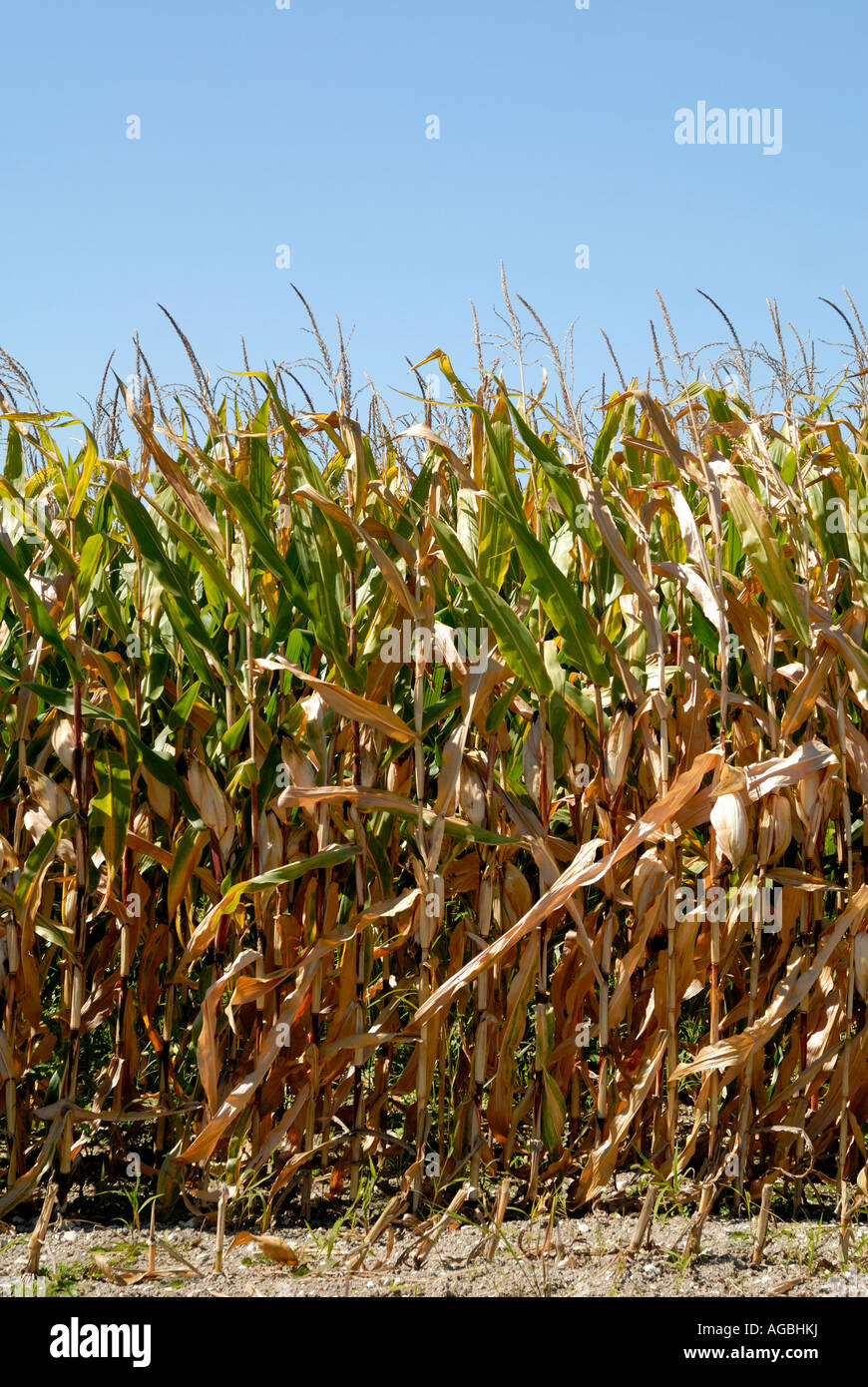 Maize (Sweet Corn), France Stock Photo - Alamy