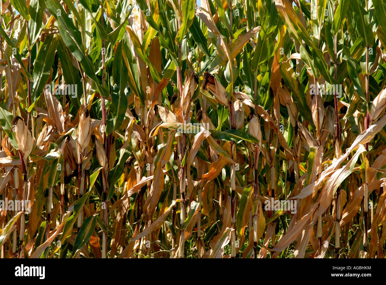 Maize (Sweet Corn), France Stock Photo - Alamy
