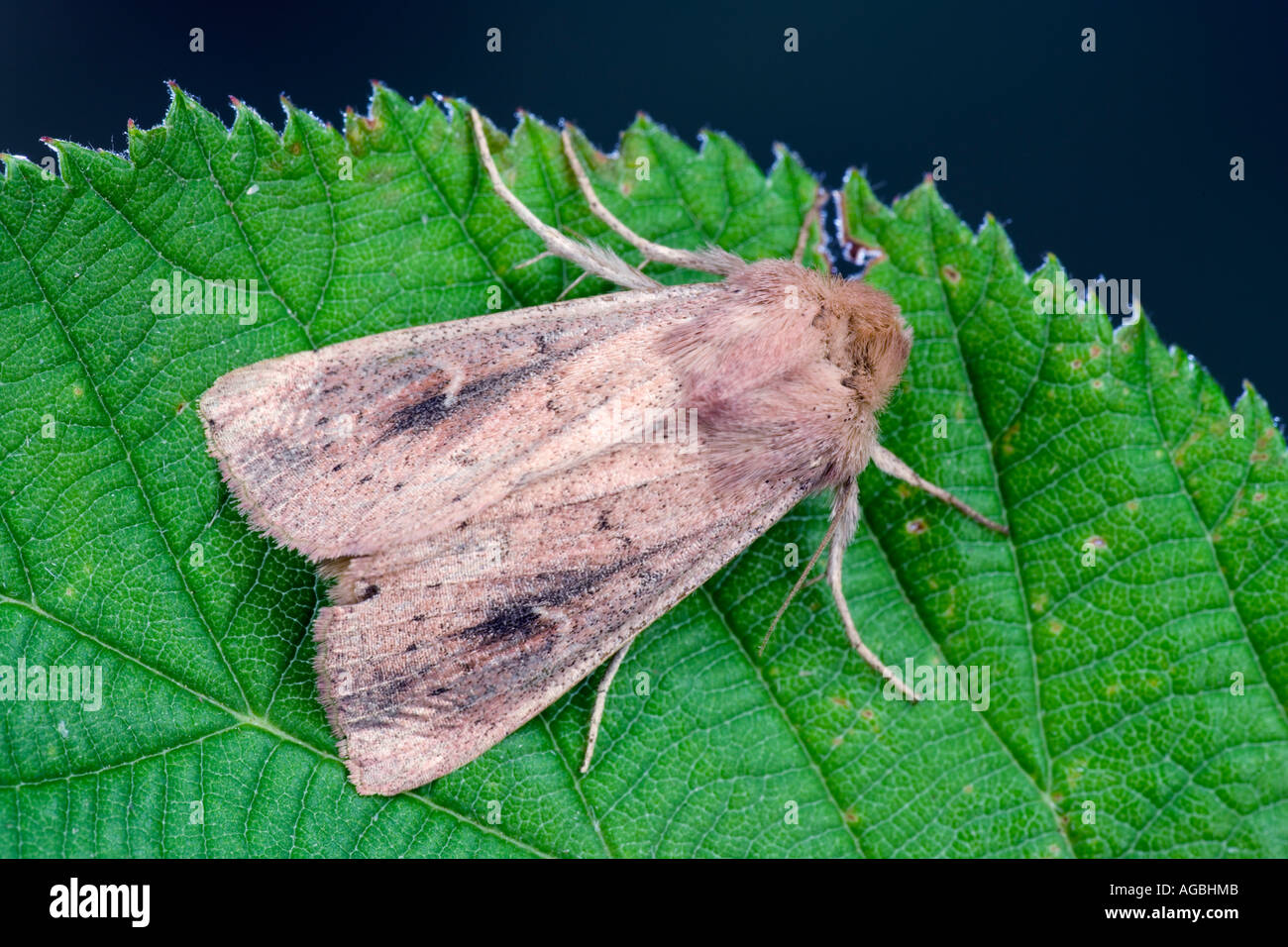 The Clay Mythimna ferrago at rest on leaf showing markings and detail ...