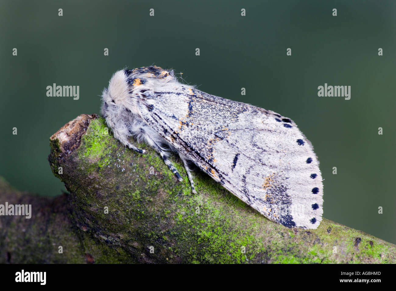Sallow Kitten Furcula furcula at rest on twig showing markings and ...