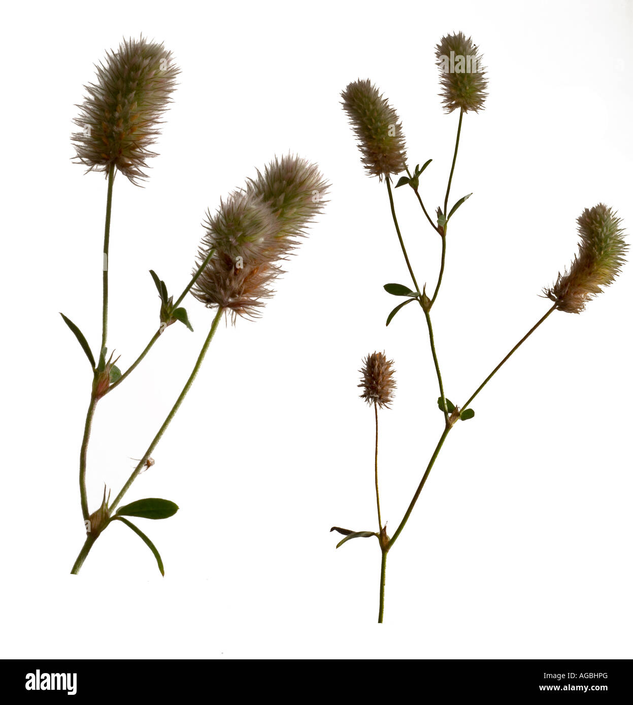 Hare's foot Clover Trifolium arvense Whole plant in flower and macro ...