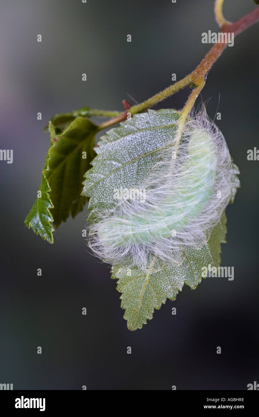 The Miller Acronicta leporina Larvae on Silver birch leaf showing ...