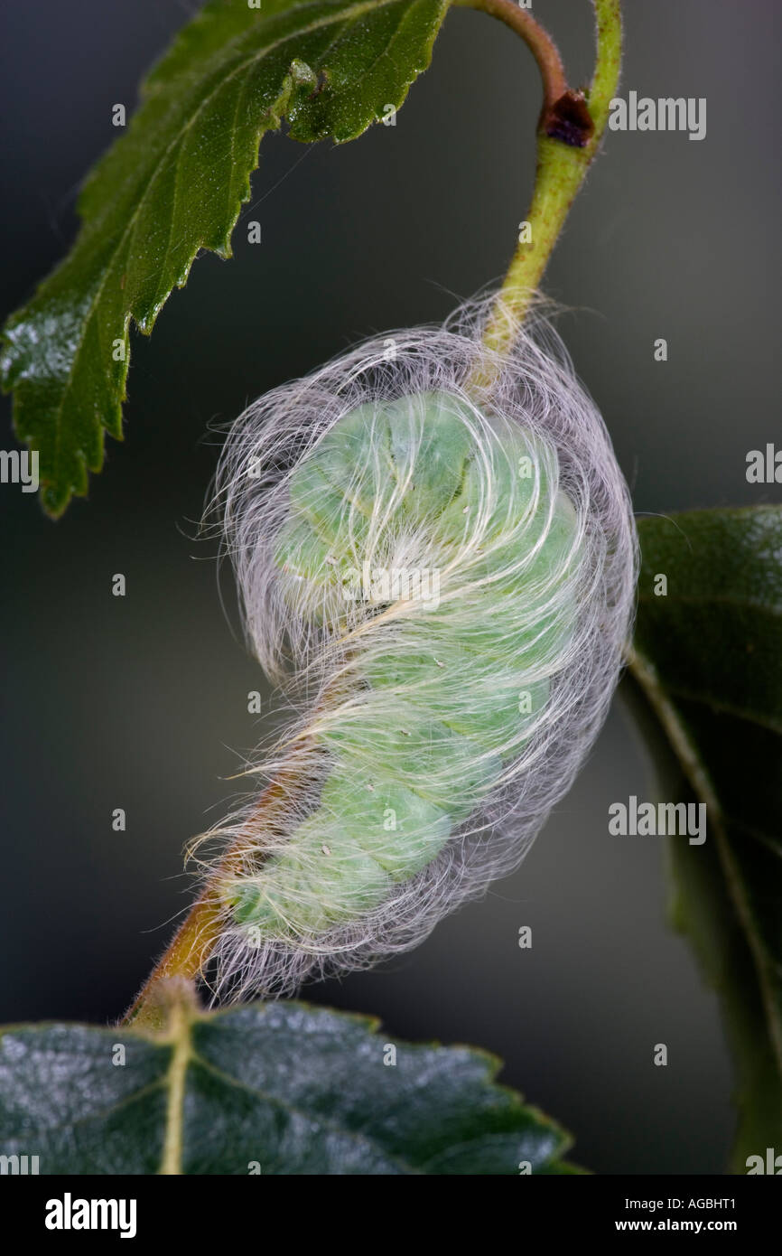 The Miller (Acronicta leporina) Larvae on Silver birch showing hairy ...
