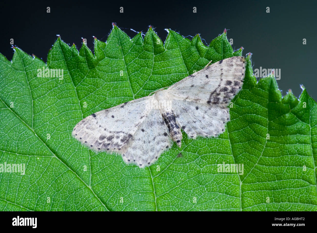 Single dotted Wave Idaea dimidiata at rest on leaf with wings open ...