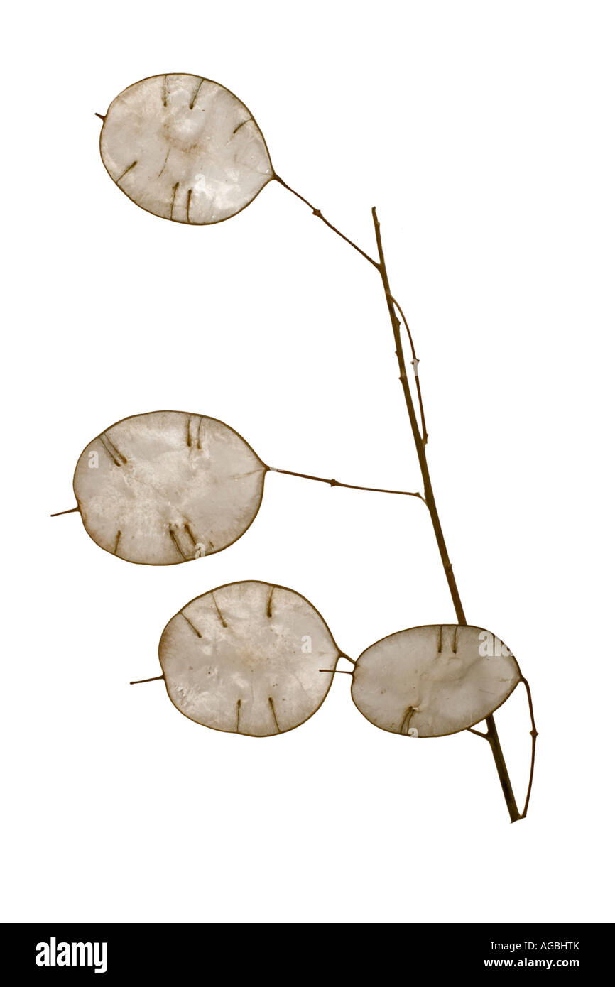 Honesty seed pods hi-res stock photography and images - Alamy