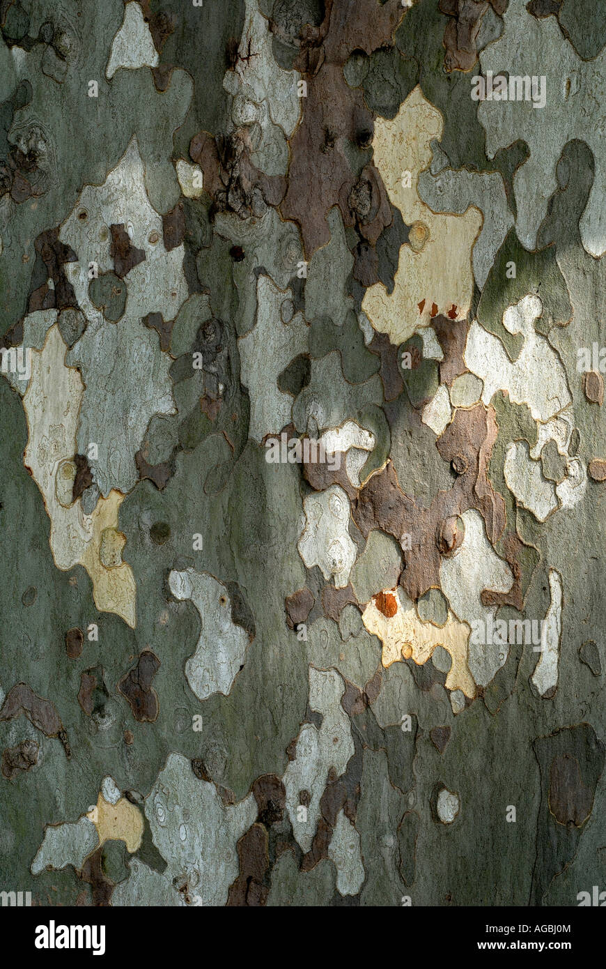 Dappled peeling bark of Plane tree (Platanus hybrida / acerifolia), sud ...