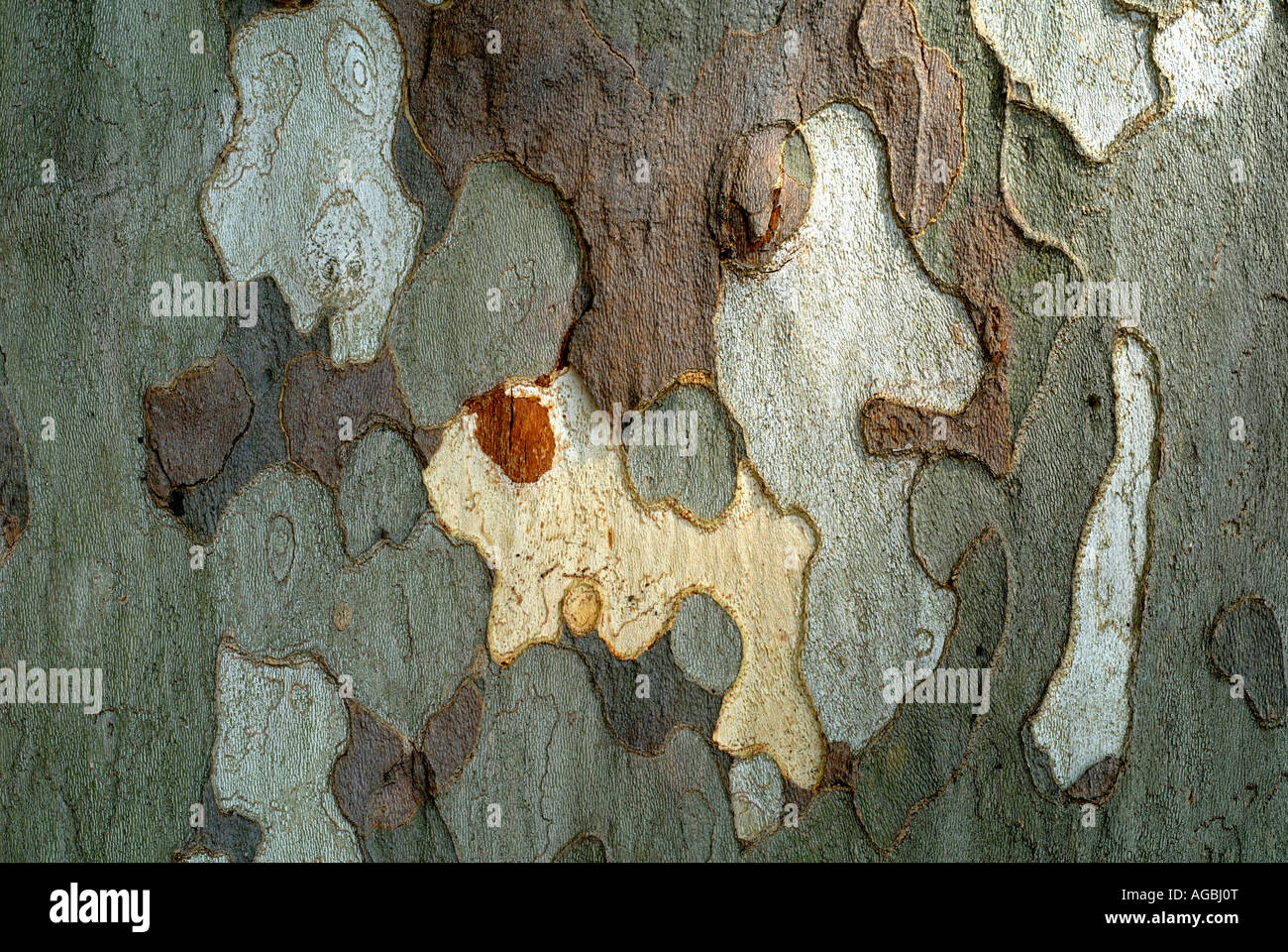 Dappled peeling bark of Plane tree (Platanus hybrida / acerifolia), sud ...