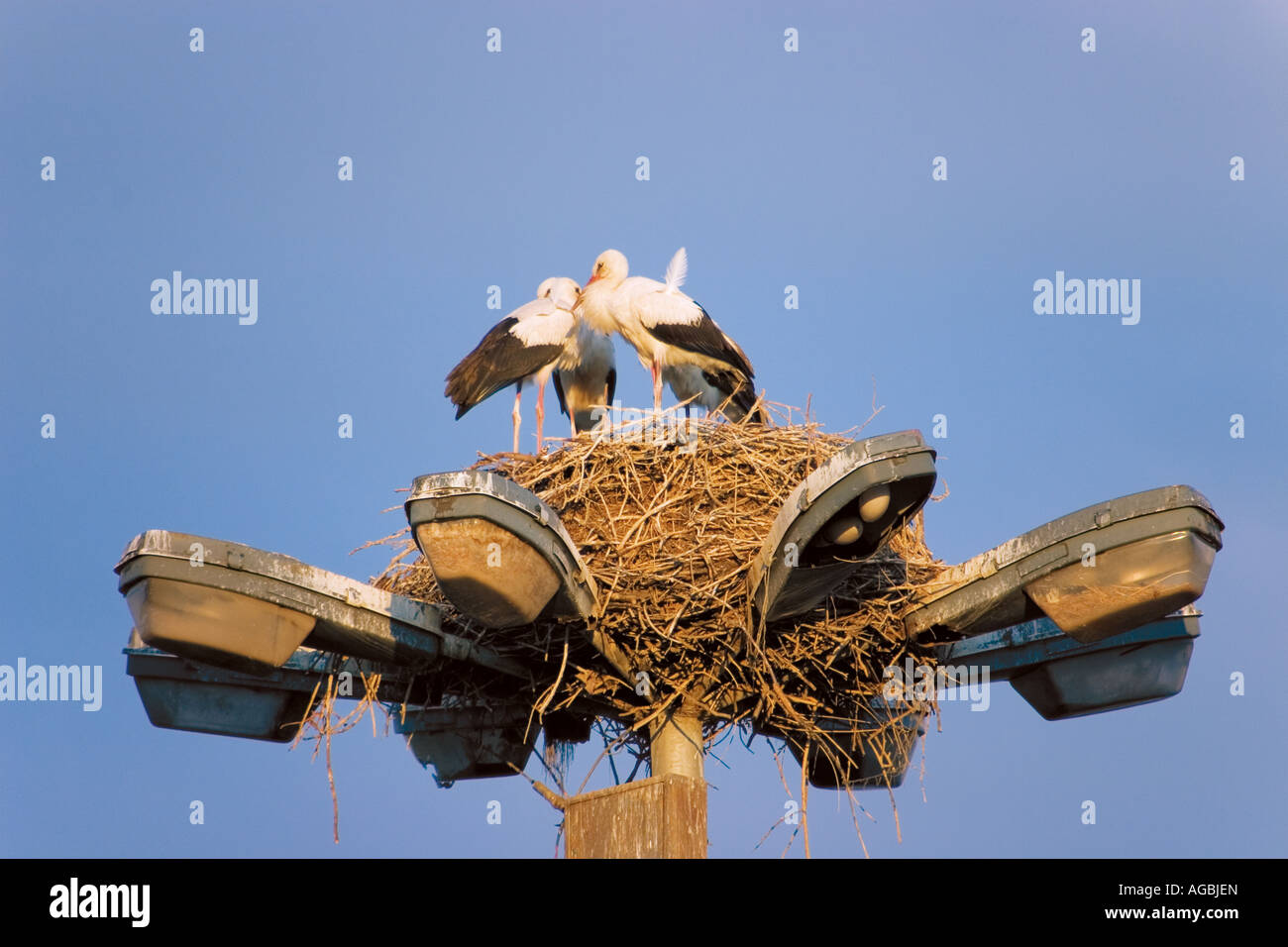 Storks’ nest was placed on a lamppost of Sofia ring road at the height ...