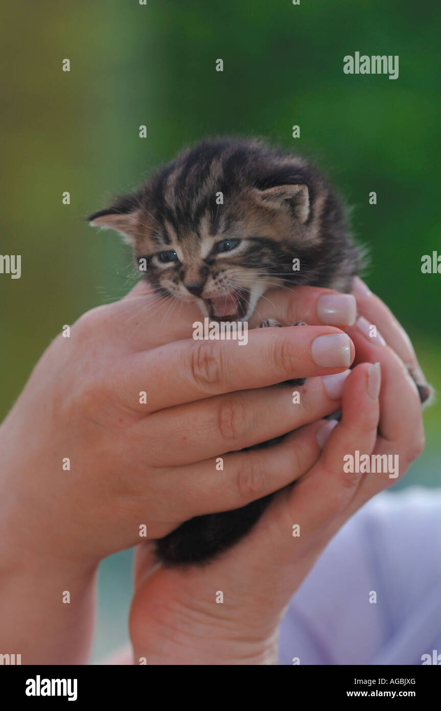 Hand Held Kitten Stock Photo - Alamy