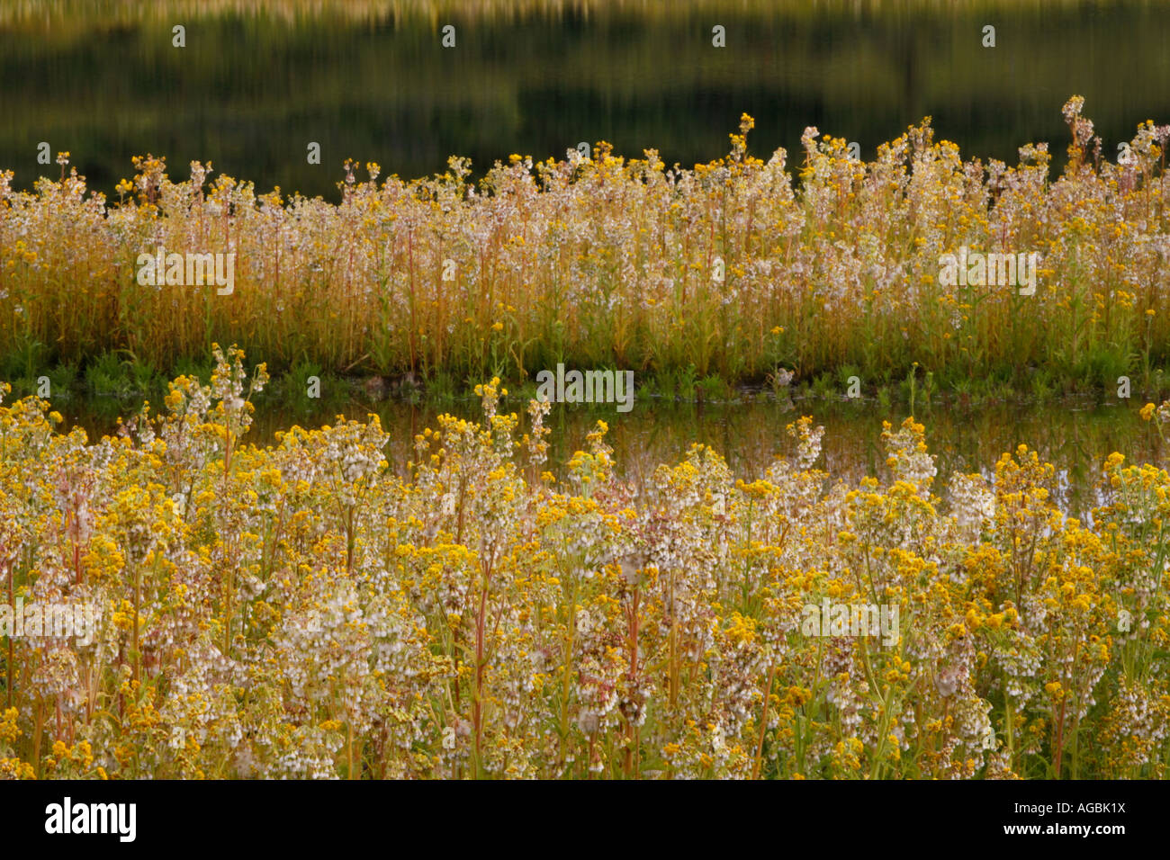 Wildflowers in Denali National Park Alaska Stock Photo - Alamy