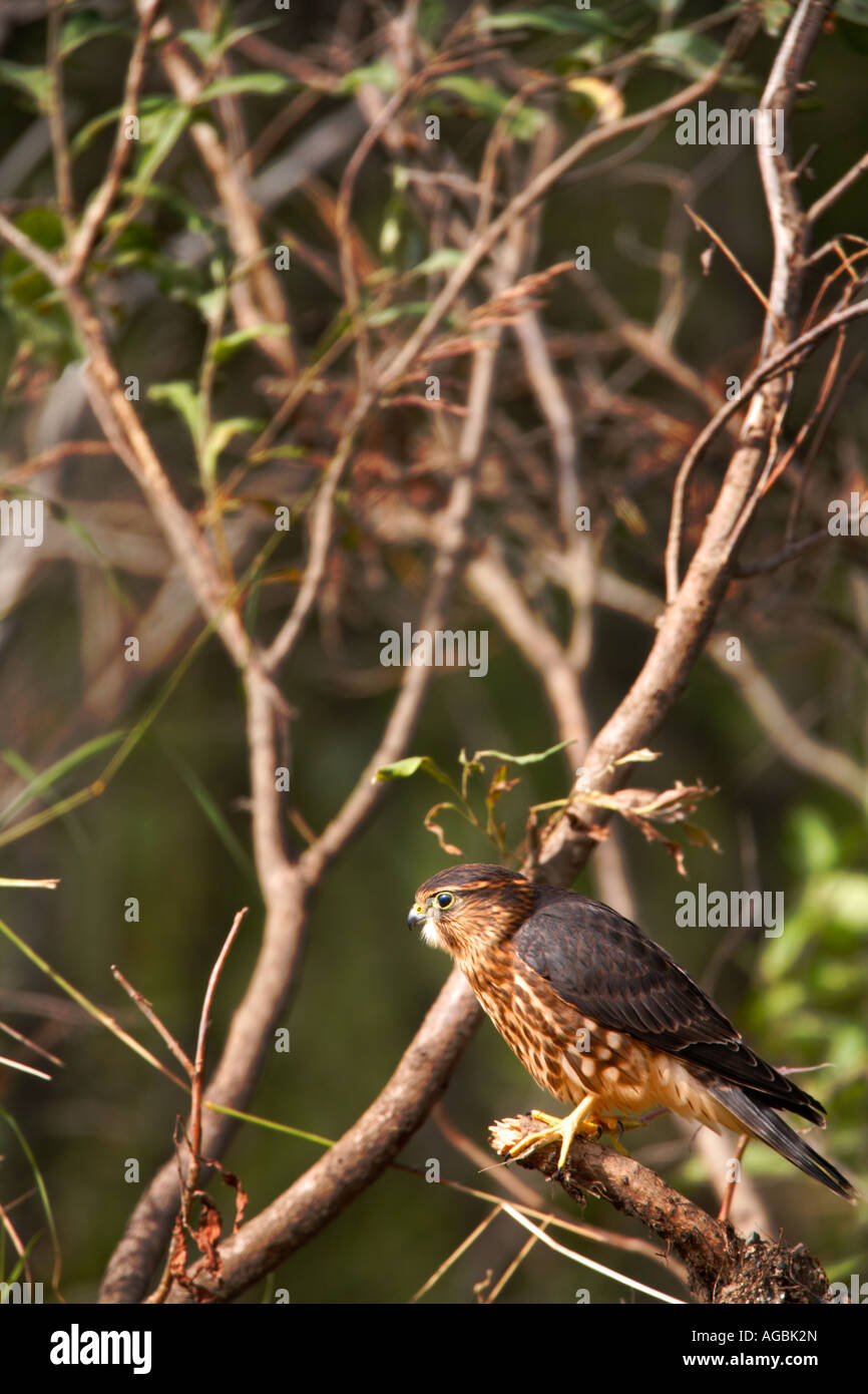 A merlin Denali National Park Alaska Stock Photo - Alamy