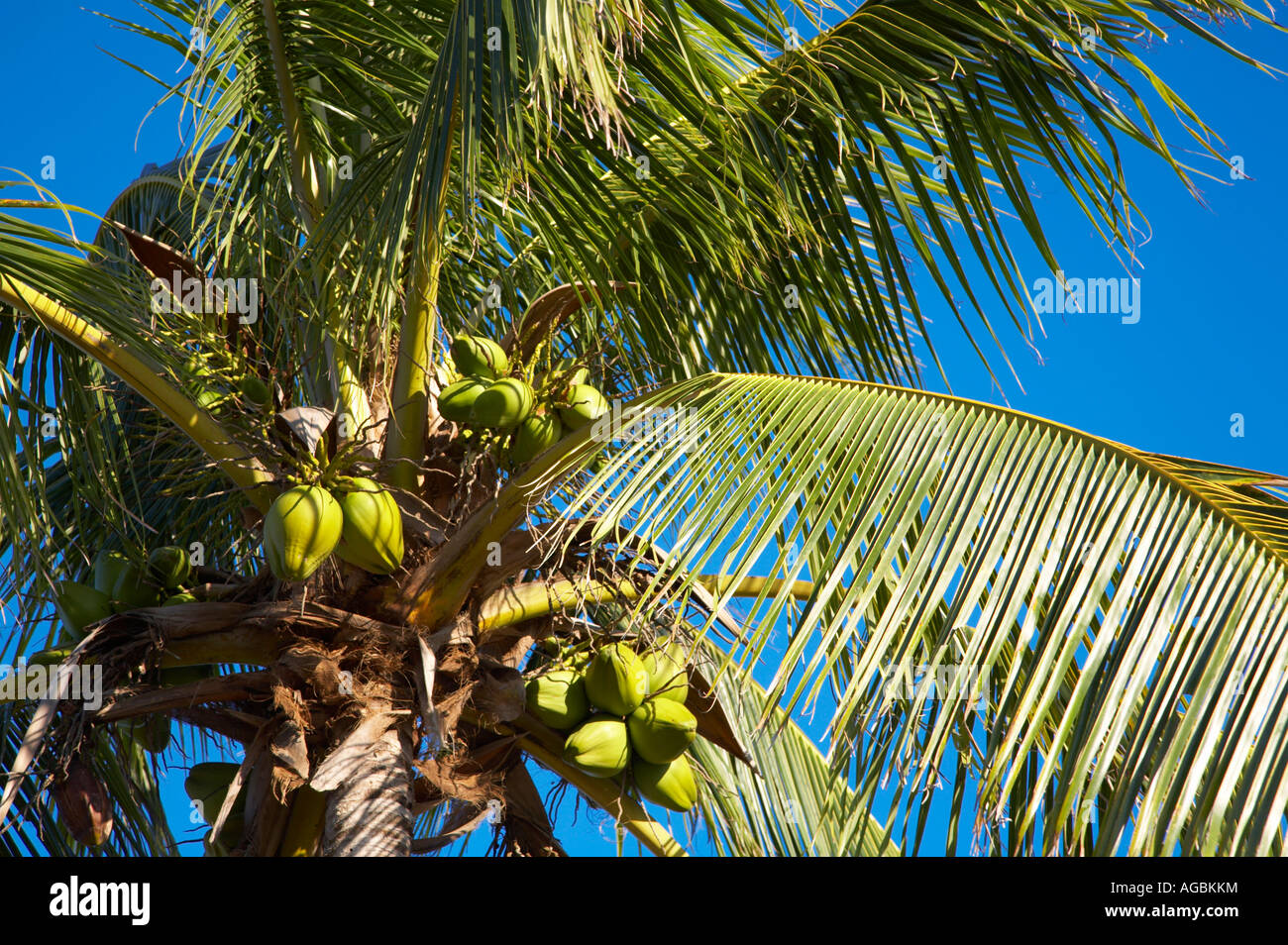 Close up of palm trees in Florida Stock Photo - Alamy