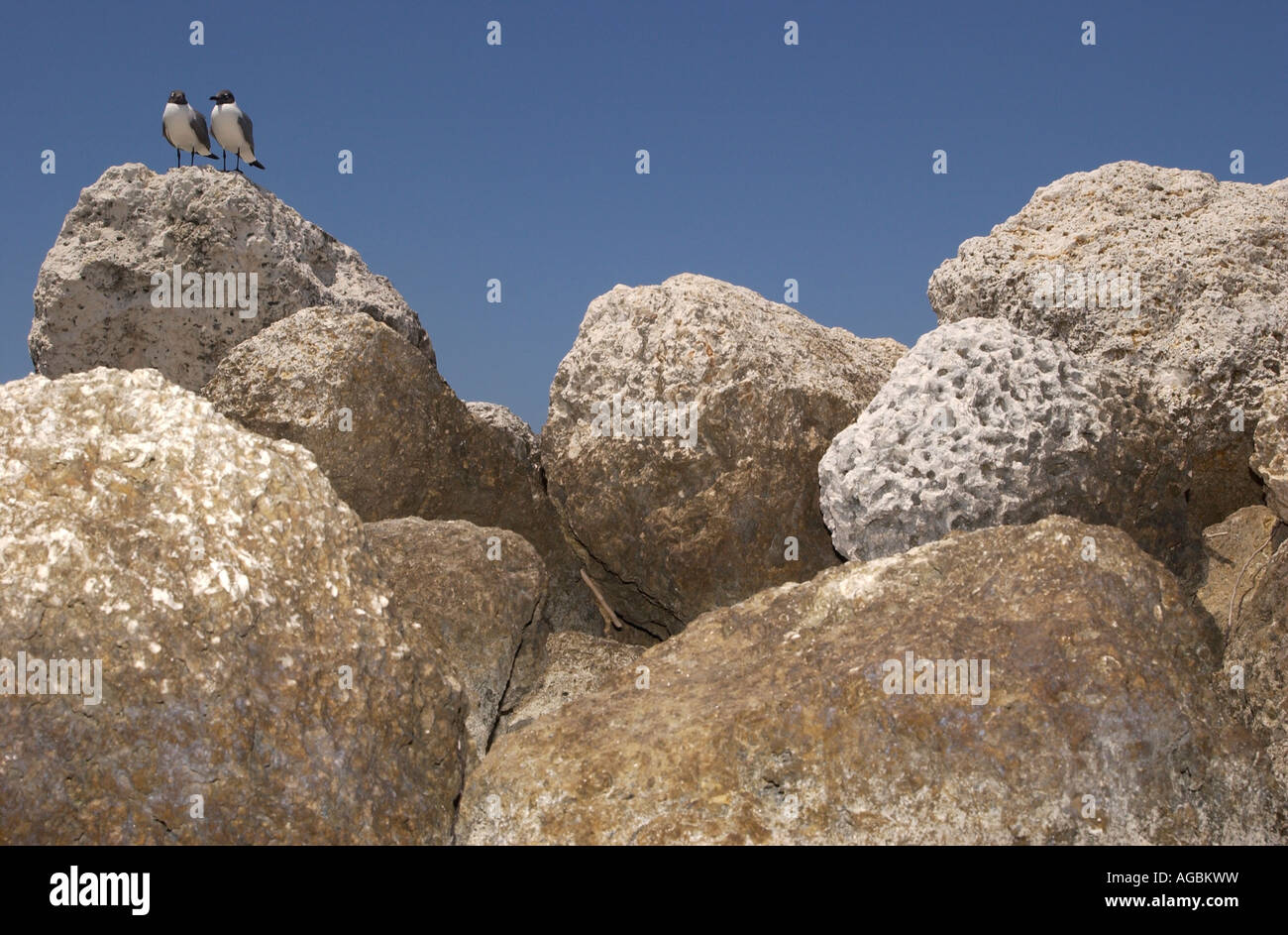 two birds sitting on a rock Stock Photo - Alamy