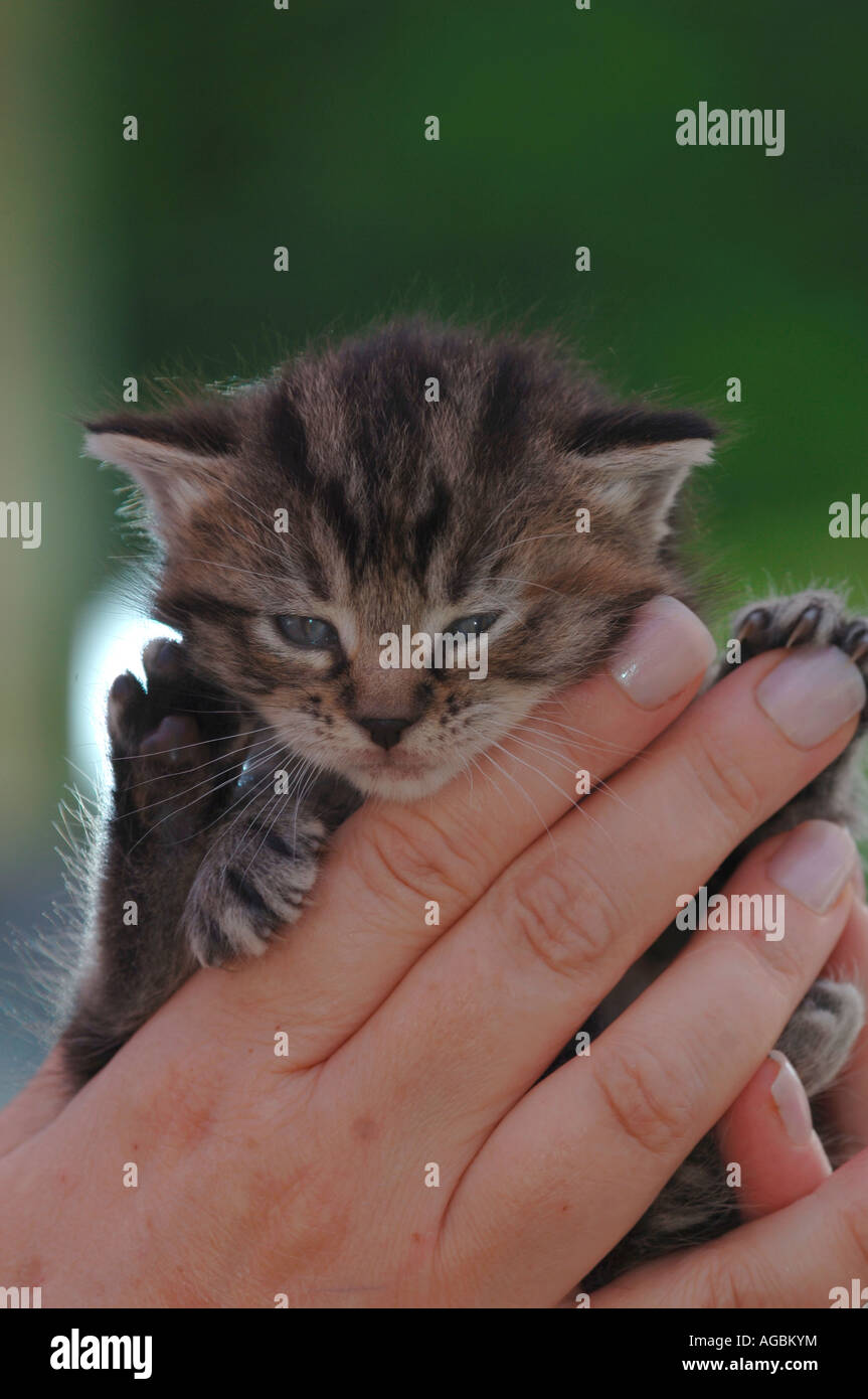 Hand Held Kitten Stock Photo - Alamy