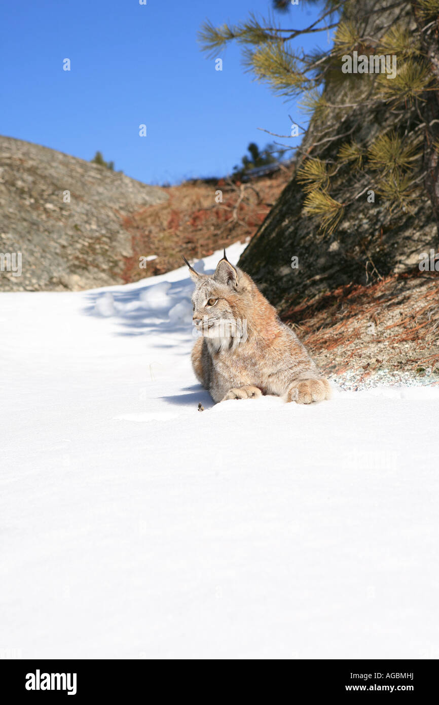 North American Lynx in the snow Stock Photo - Alamy