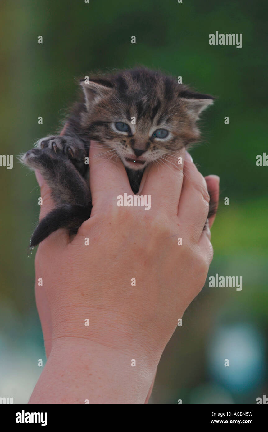 Hand Held Kitten Stock Photo - Alamy
