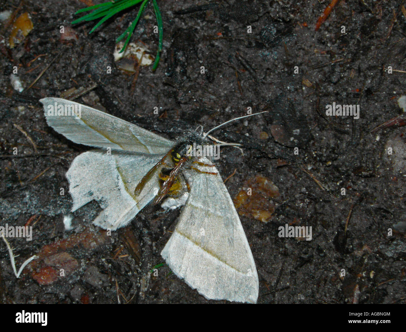 Vespula germanica predator prey moth hi-res stock photography and ...