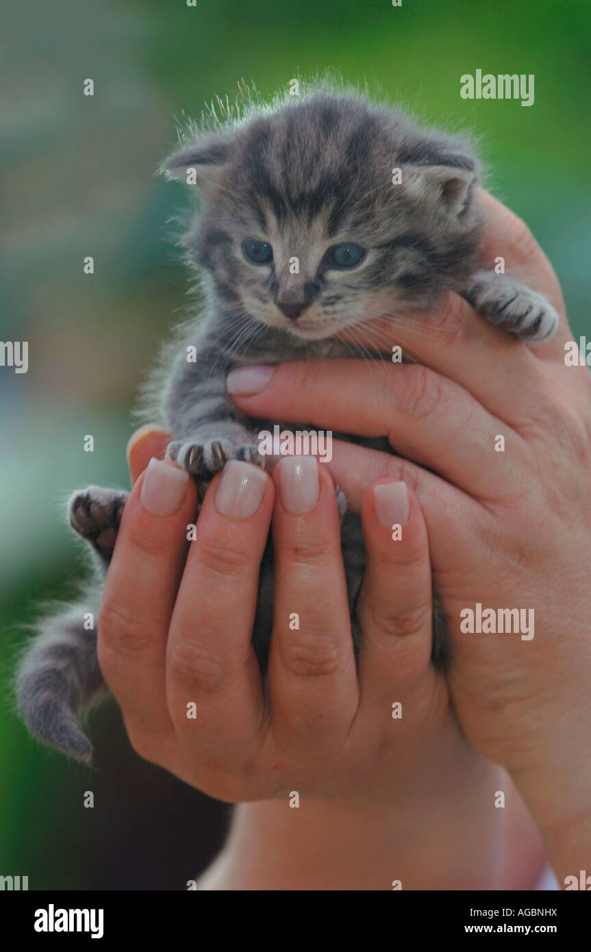 Hand Held Kitten Stock Photo - Alamy