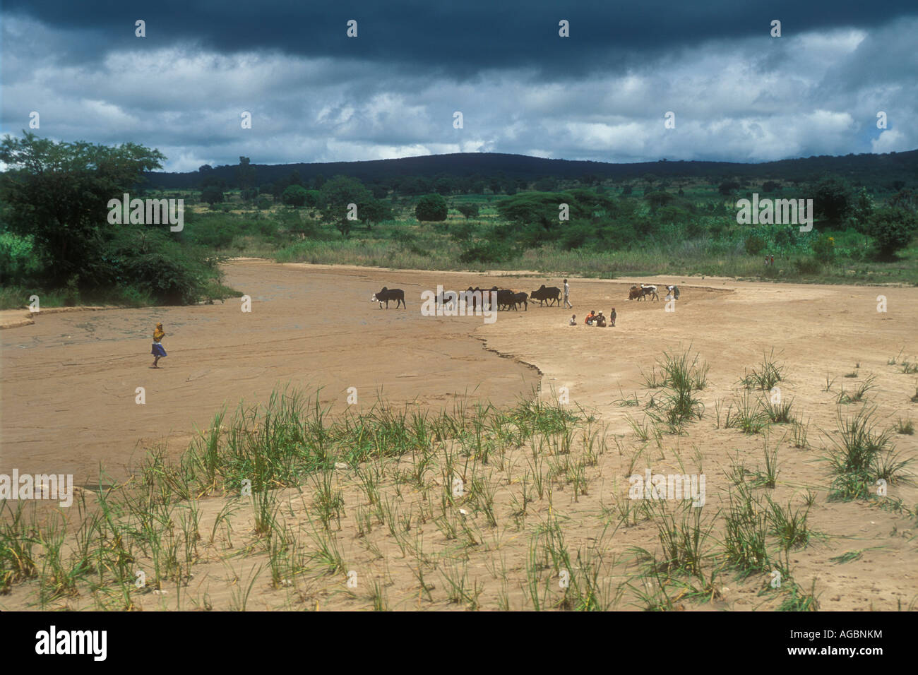 Soil conservation through planting of grass in a sandy river in West ...