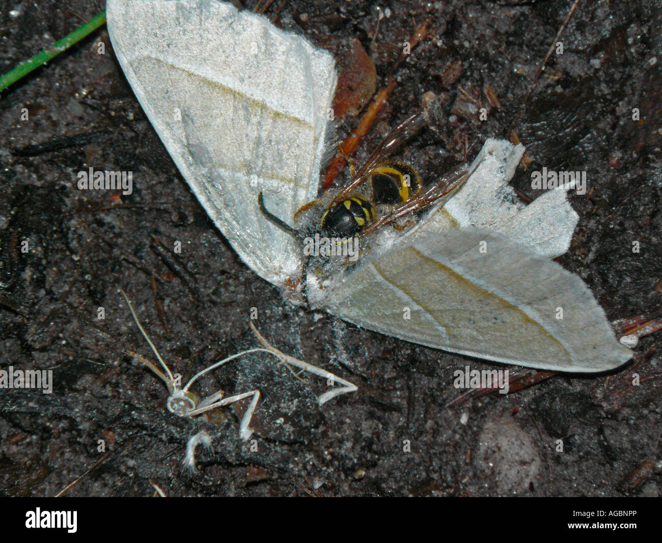 German Wasp Vespula germanica On ground eating moth Surrey England July ...