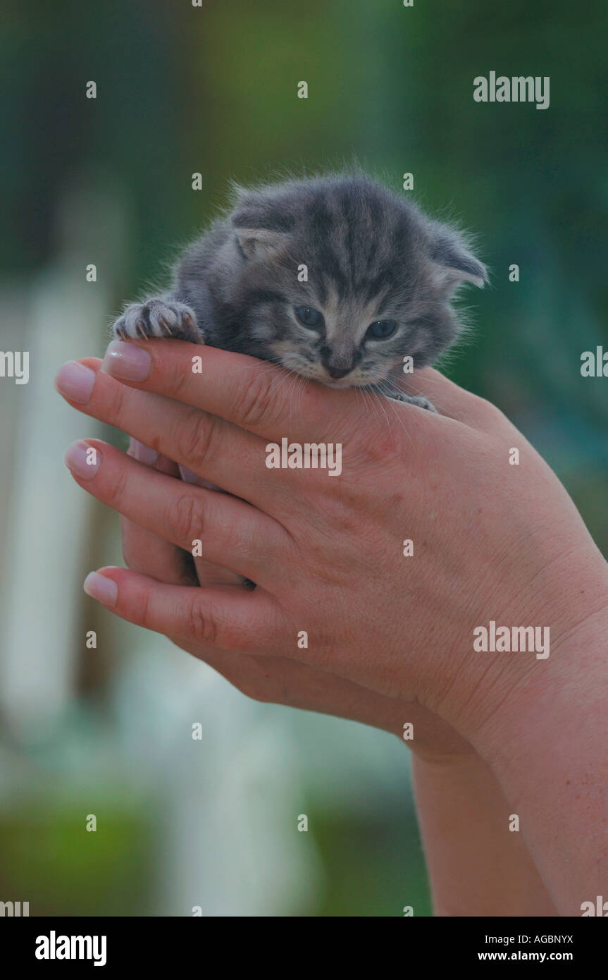 Kitten held hi-res stock photography and images - Alamy