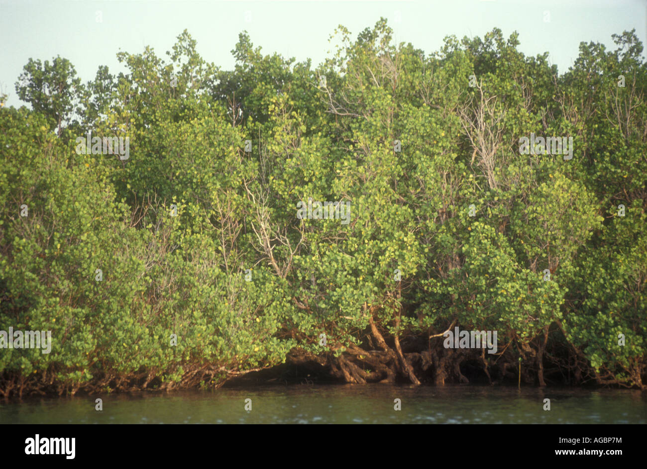 Mangrove vegetation in Rufiji river, Tanzania Stock Photo - Alamy