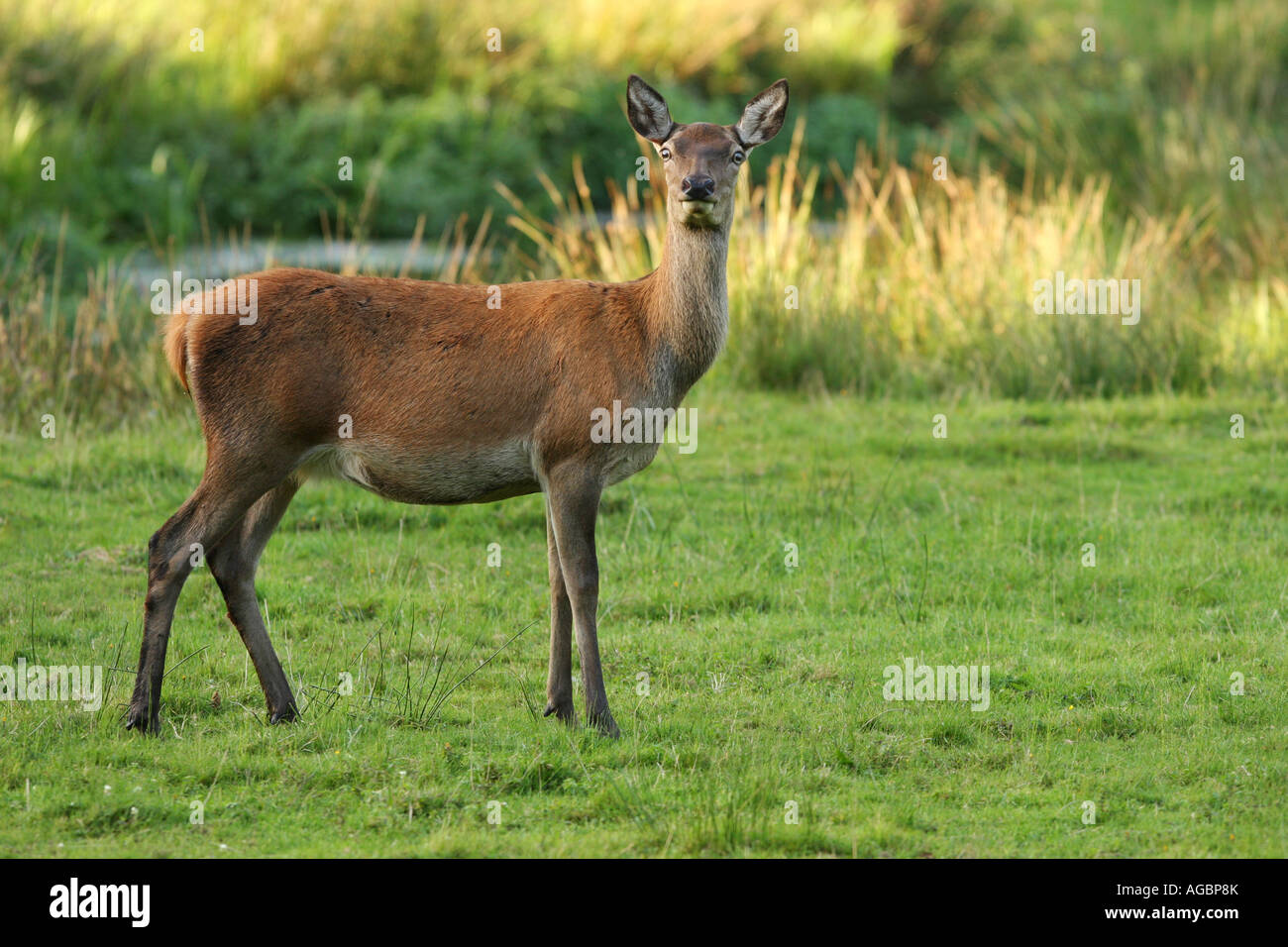 Fallow Deer - Cervus Dama dama Stock Photo - Alamy