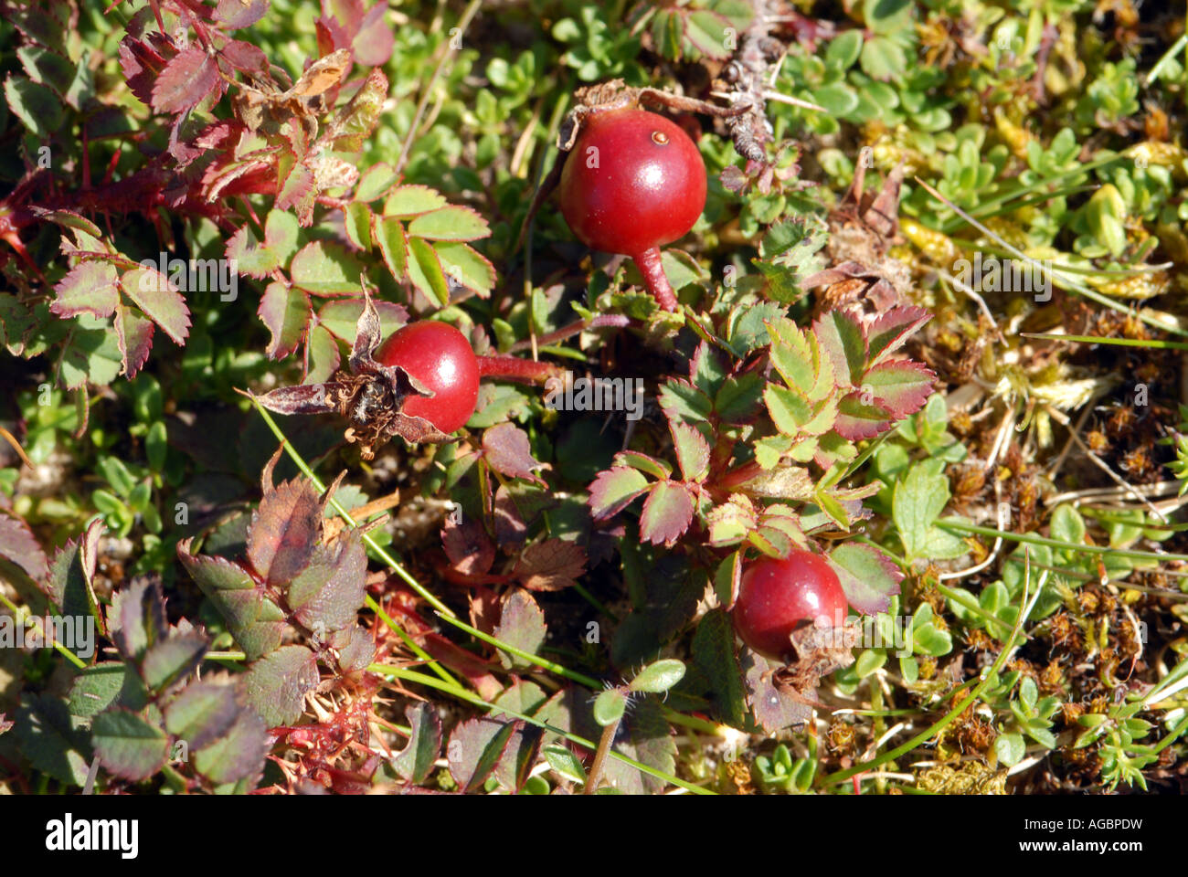 Field rose rosa arvensis hi-res stock photography and images - Alamy