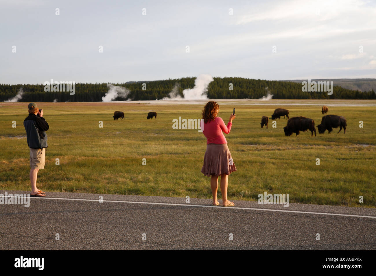 Visitors watching buffalo at sunset Midway Geyser Basin Yellowstone ...
