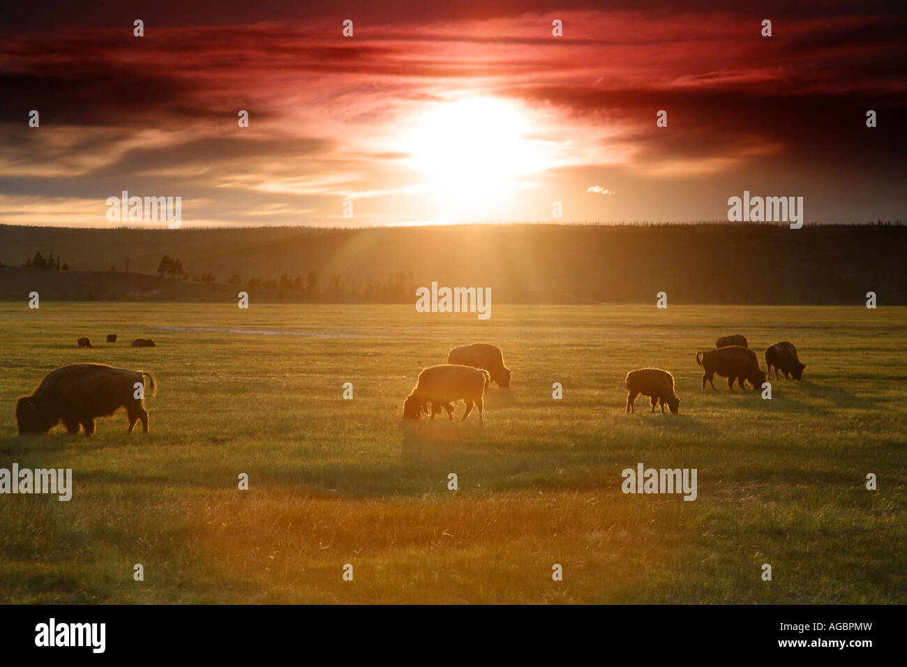 Buffalo at sunset Midway Geyser Basin Yellowstone National Park Wyoming ...