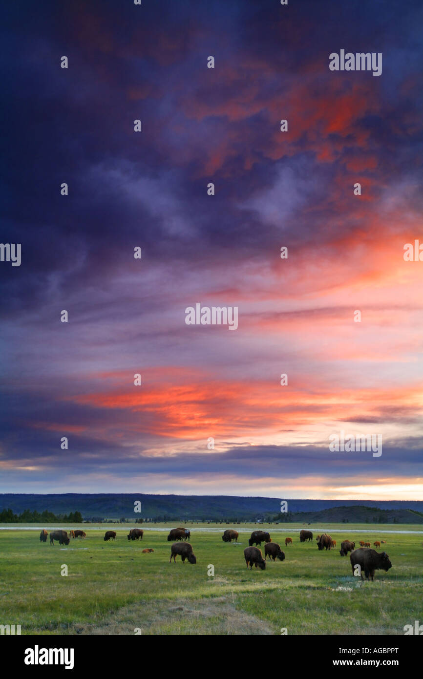 Buffalo at sunset Midway Geyser Basin Yellowstone National Park Wyoming ...