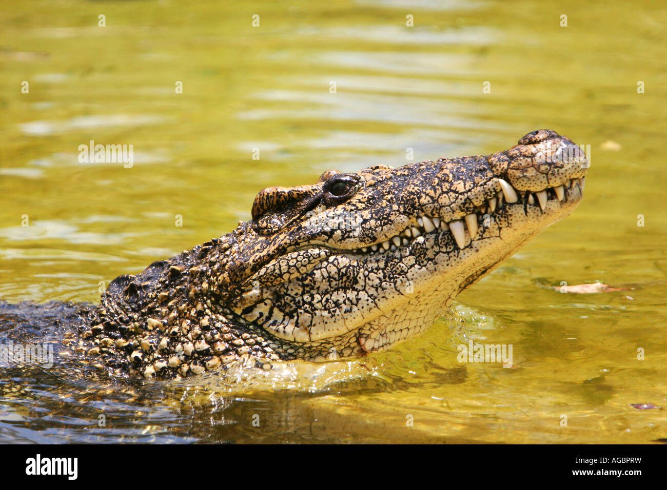 cuban croc in water Stock Photo - Alamy